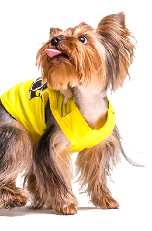 Northpaw – Northpaw